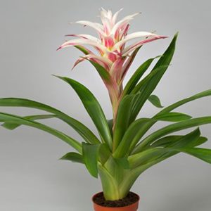 Comprar Guzmania – Rograplant
