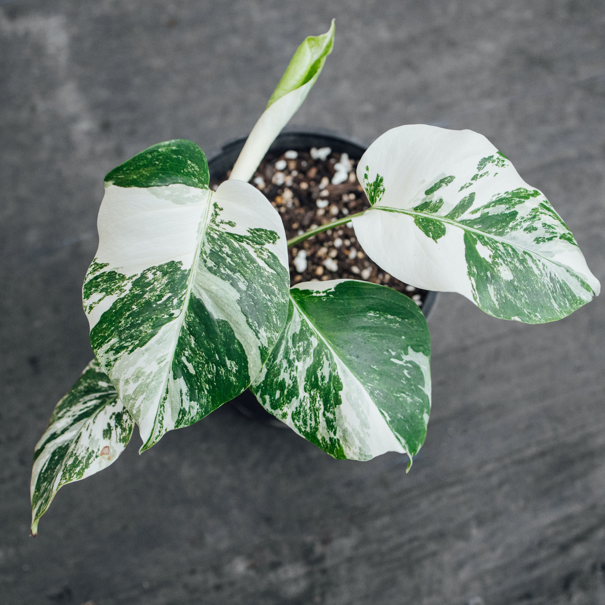 Comprar Monstera de calidad – Rograplant